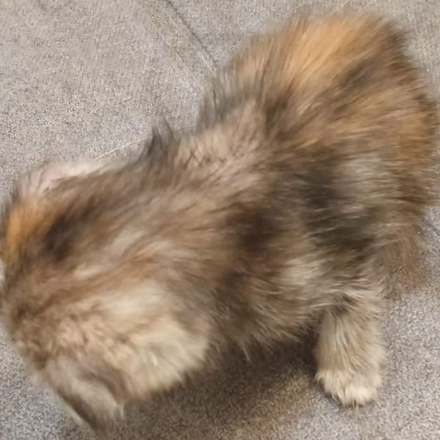 Шотландский вислоухий длинношёрстный котёнок