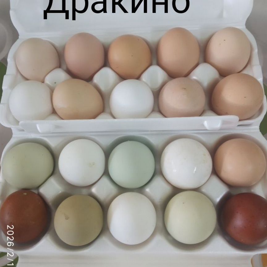 Домашние куриные яйца на инкубацию