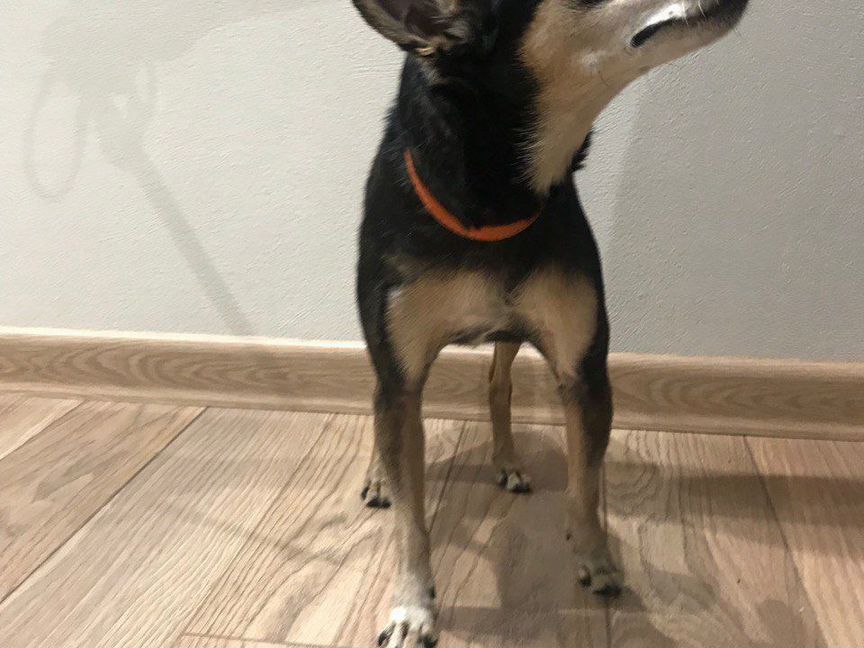 Карликовый пинчер