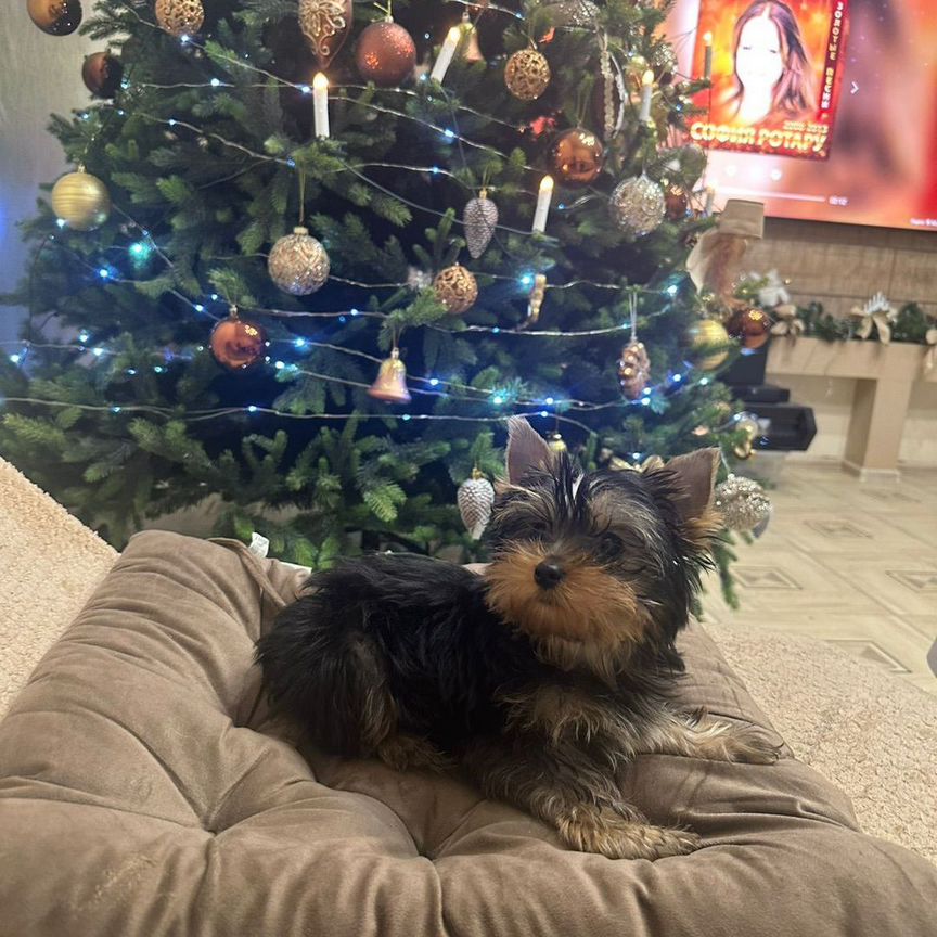 Йоркширский терьер