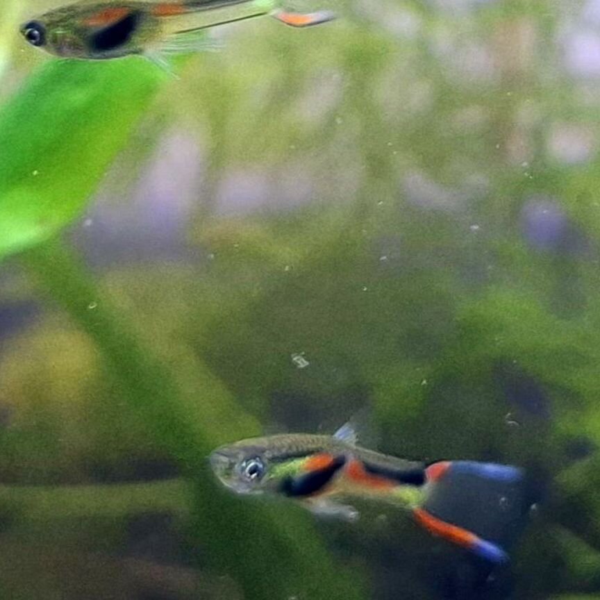 Прополка, рыбки гуппи