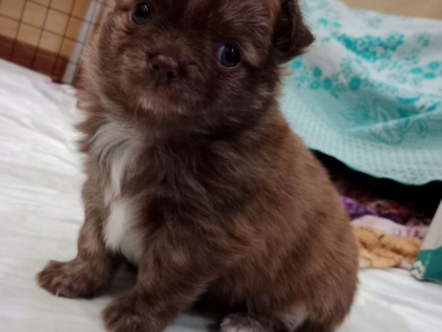 Шпиц малышка