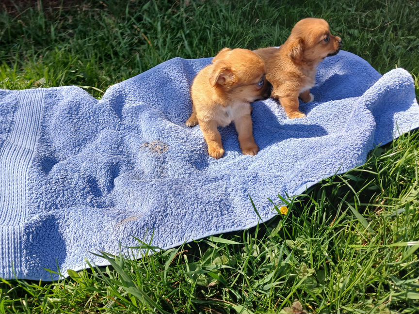 Чихотойчики