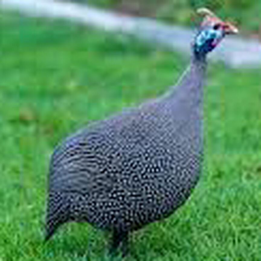 Продам Цесарку