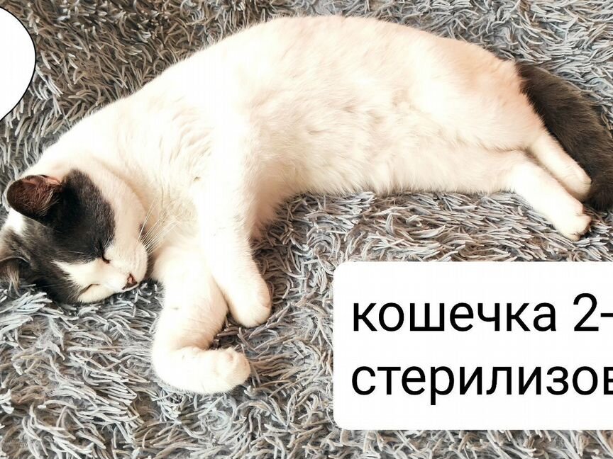 Кошка ищет дом