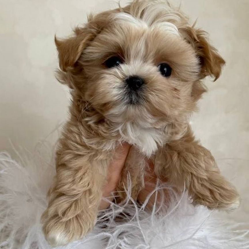 Девочка Maltipoo mini