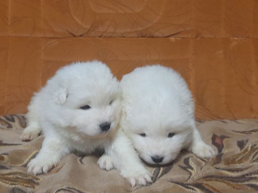 Самоедская лайка