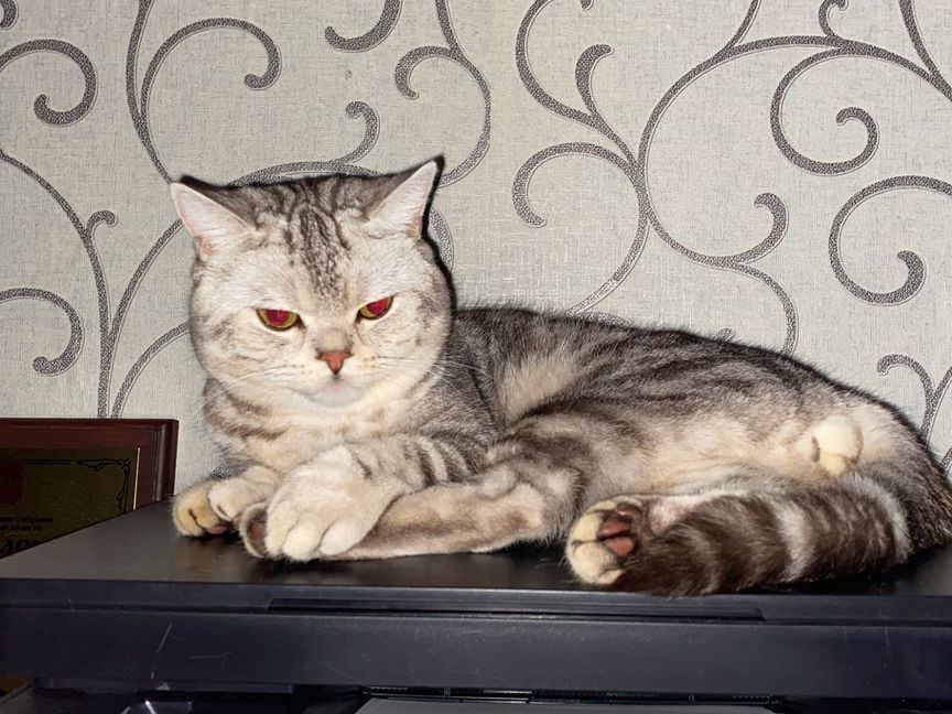 Кот шотландец вязка