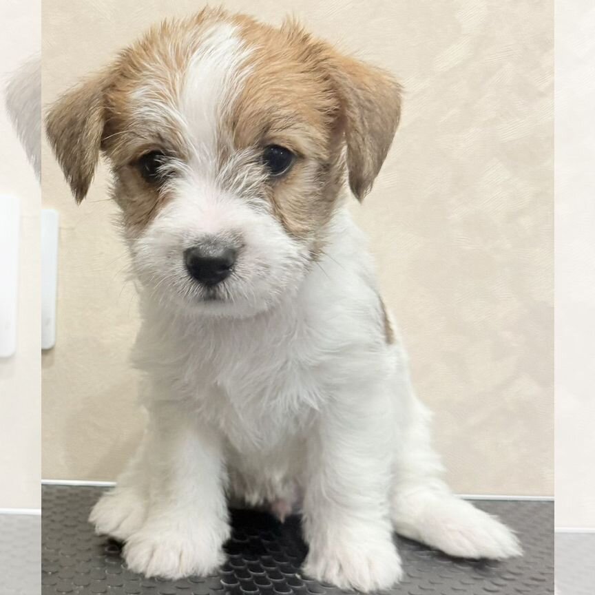 Джек-рассел-терьер, щенок