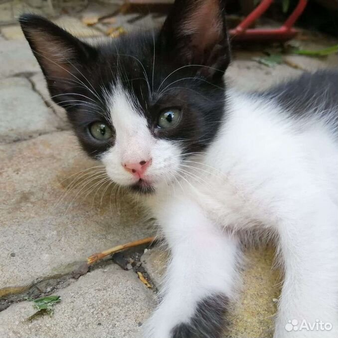 Котик Арамис, игривый, 1,5 месяца