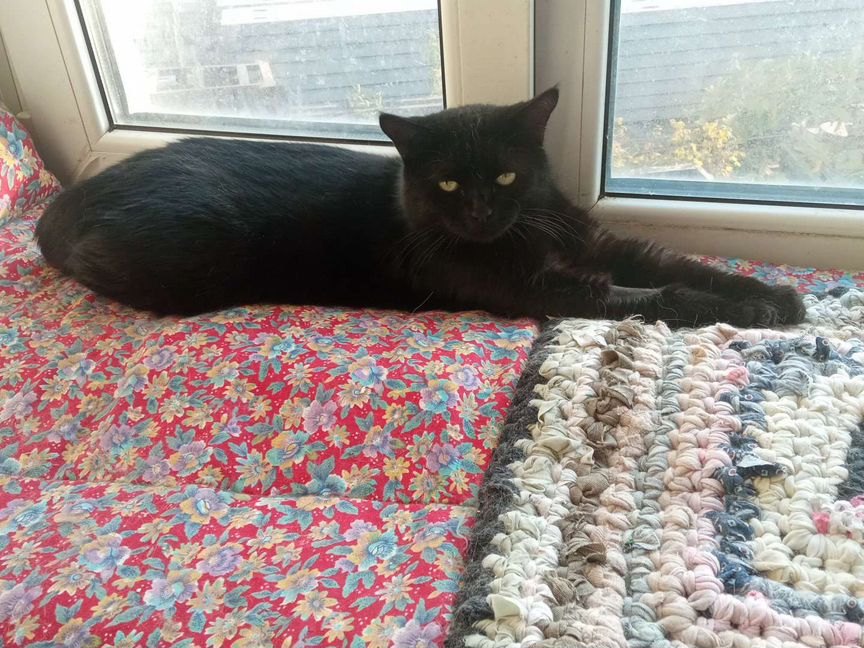 Шикарная чернушка