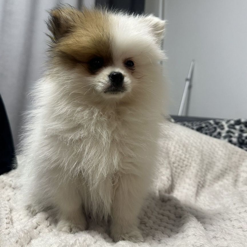 Померанский шпиц, щенок