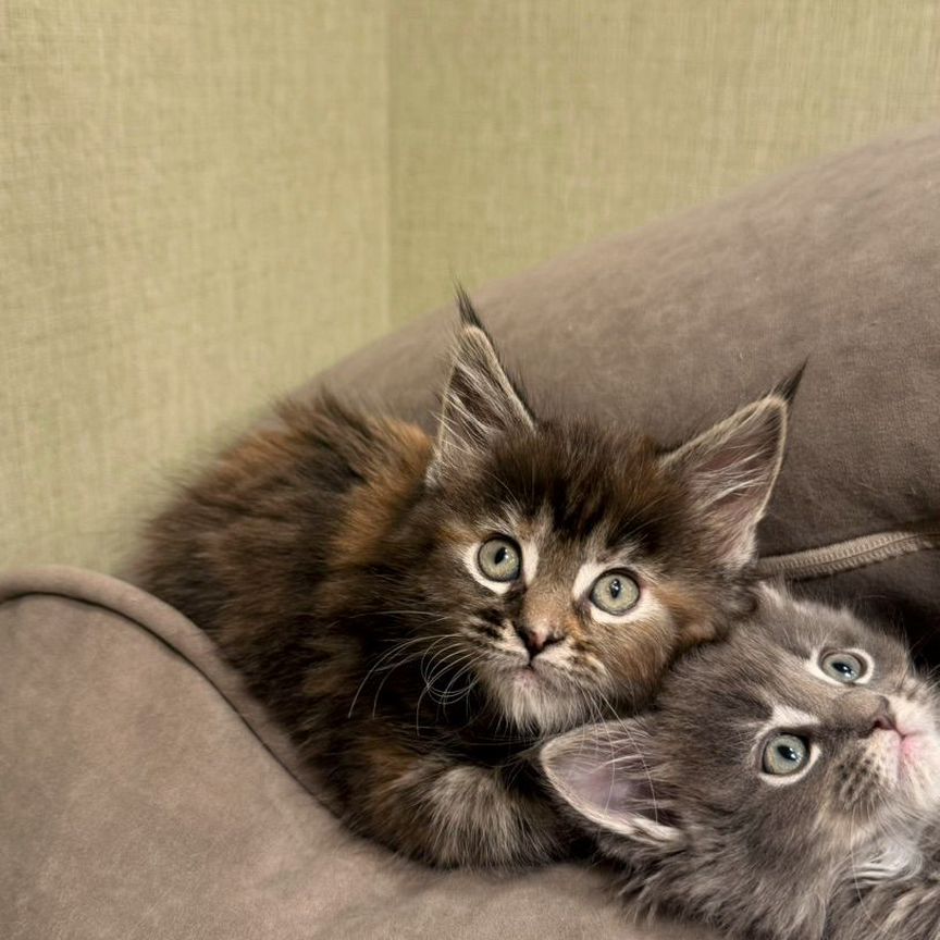 Котята мейн-кун