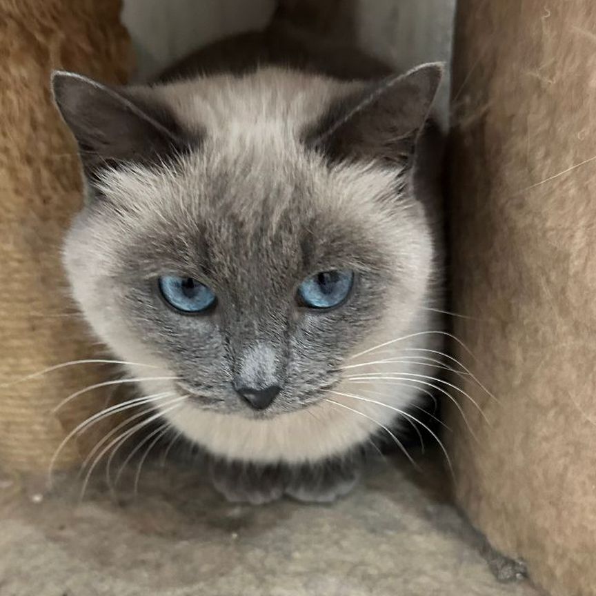 Тайская, взрослая кошка