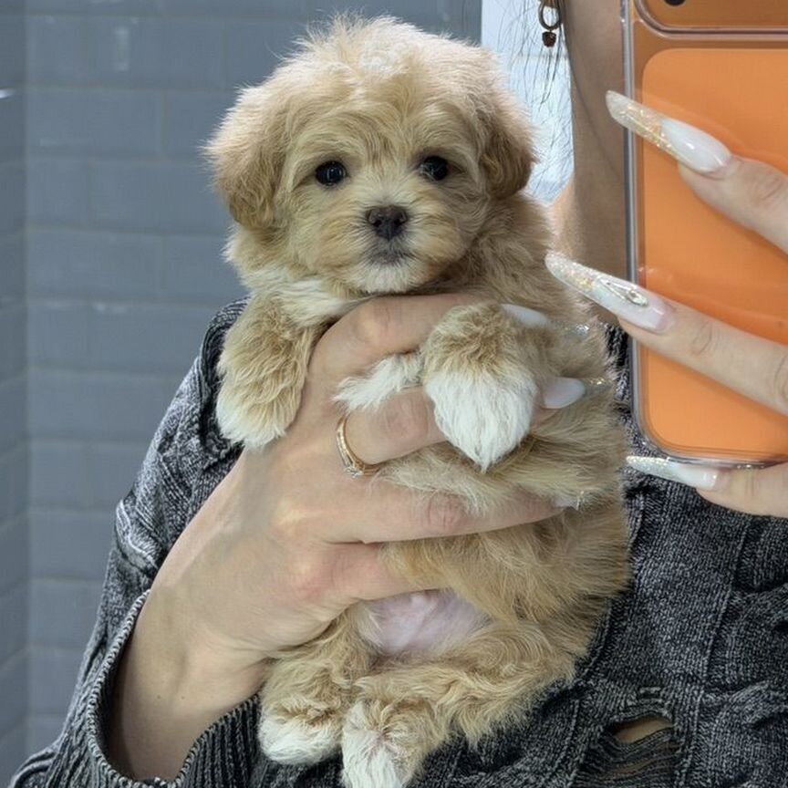 Мальтипу, щенок