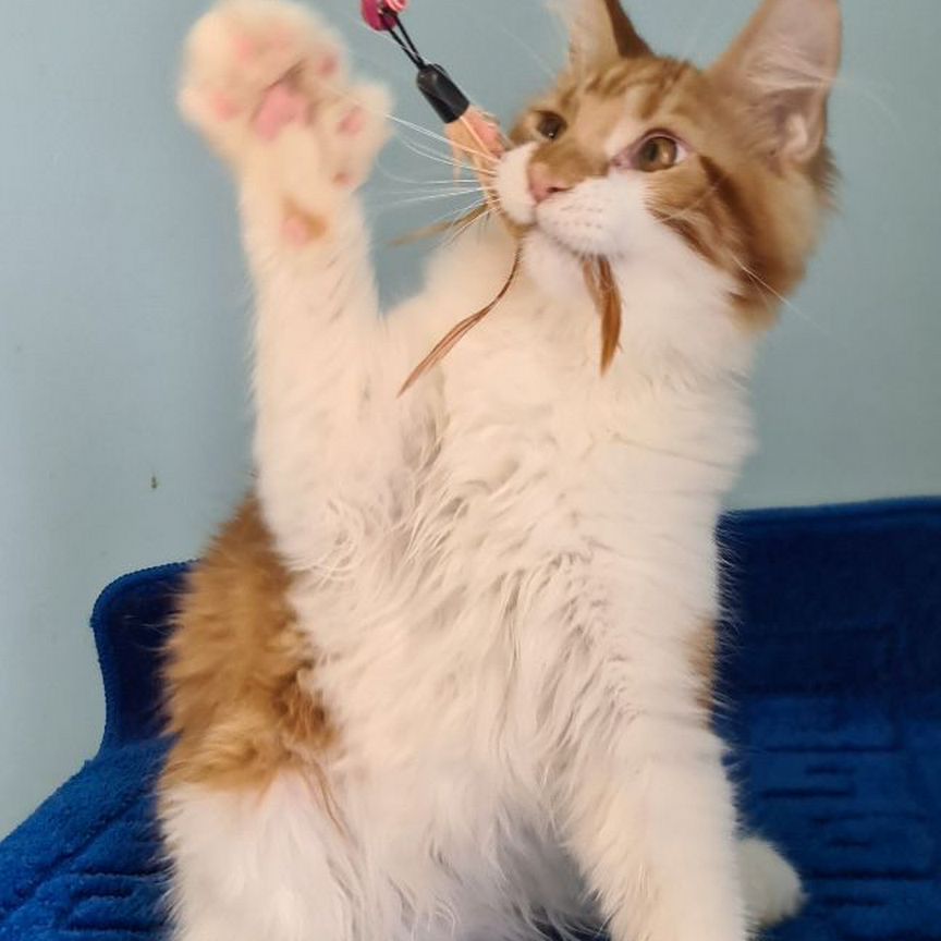 Мейн-кун в варежках