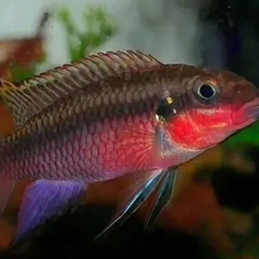 Пельвикахромис Камерун ред