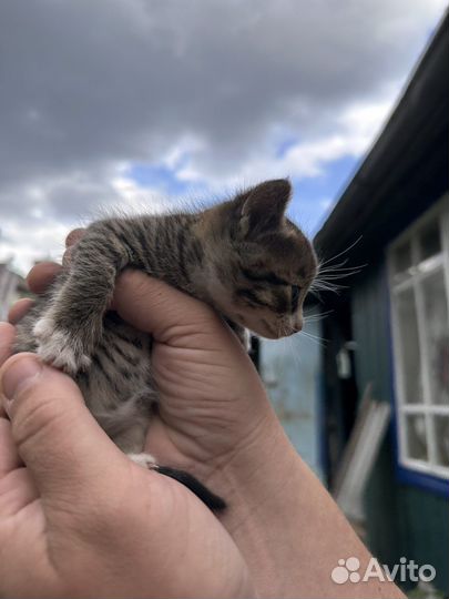 Котенок девочка в добрые руки