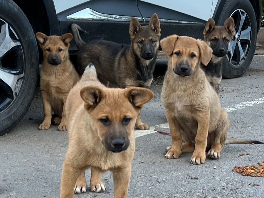 Остались 2 рыженькие девочки стерилизованы