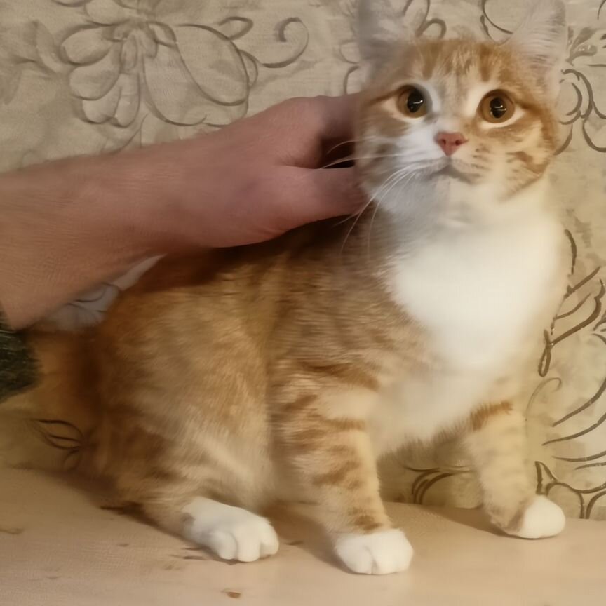 Взрослая кошка в добрые руки