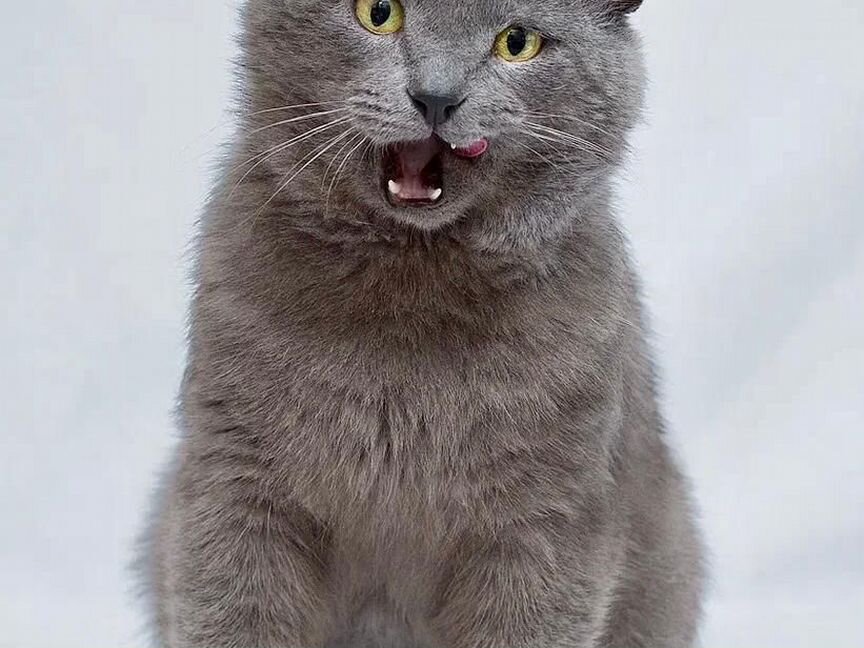 Лаврик. Харизматичный кот, для серьезных людей