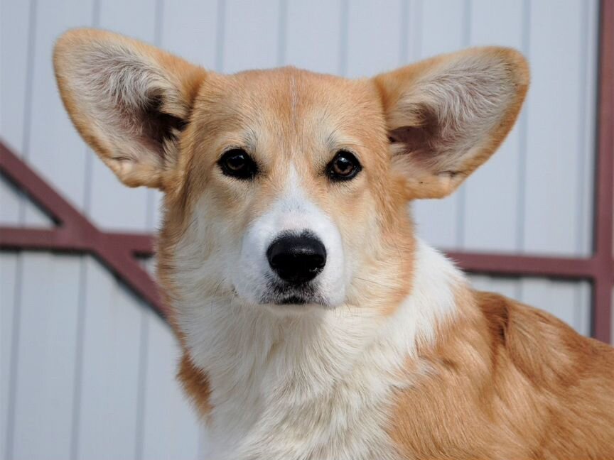 Вельш Корги Пемброк