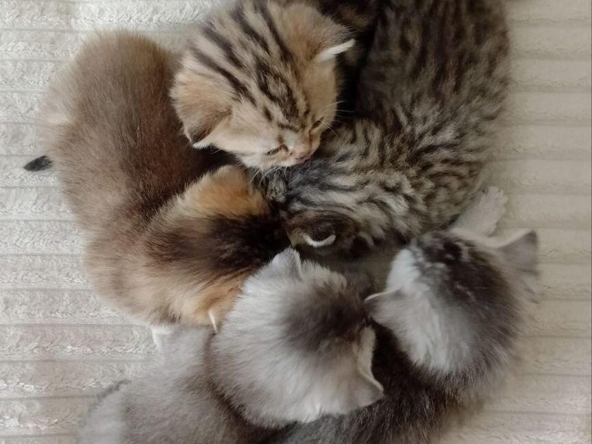 Шотландские котята