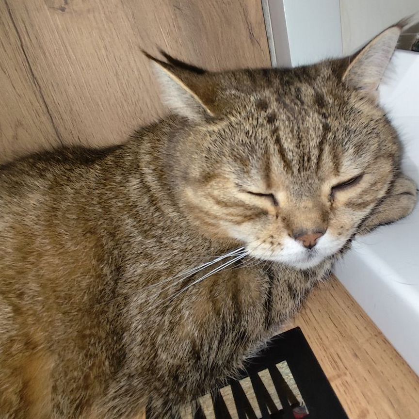 Шотландская прямоухая длинношёрстная кошка, взрослая