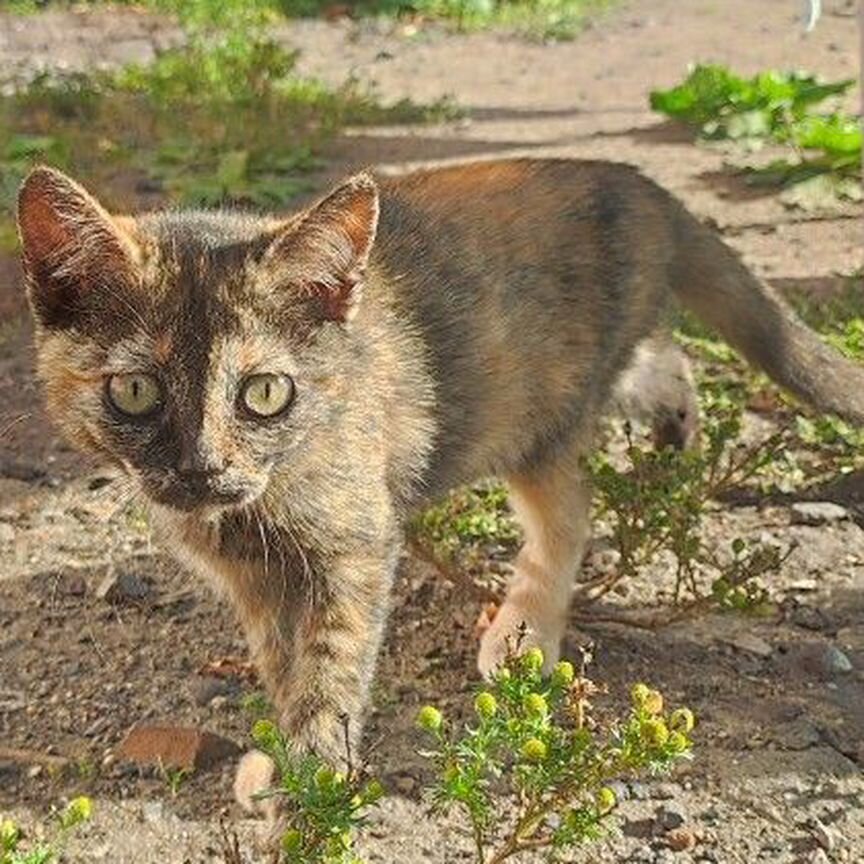 Трёхцветные милые кошечки