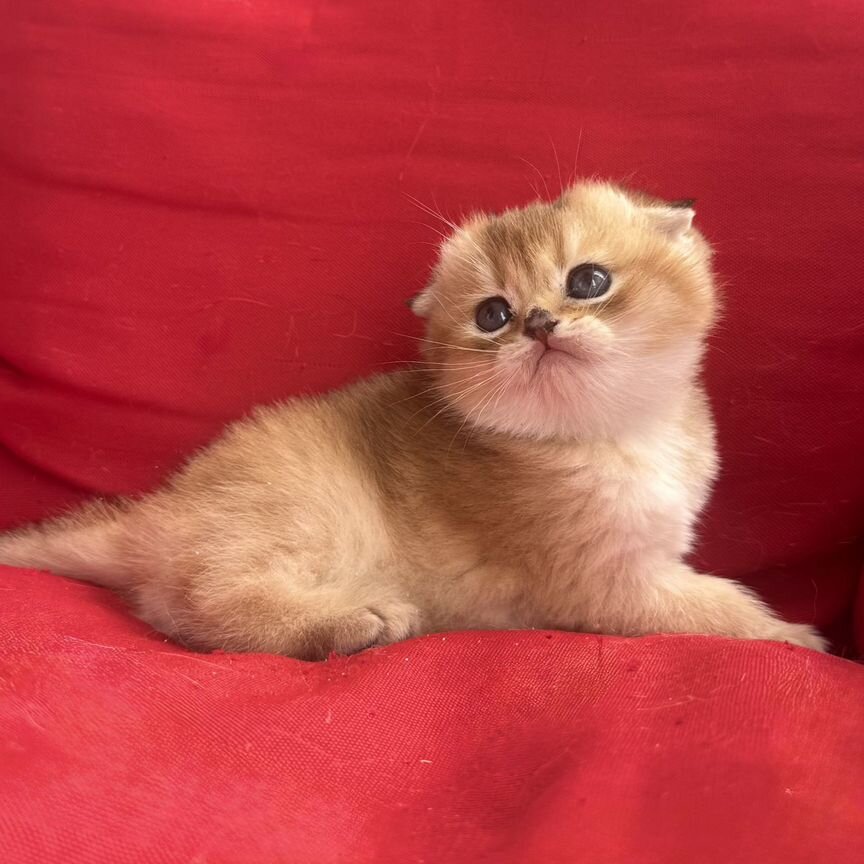 Шотландский вислоухий короткошёрстный котёнок