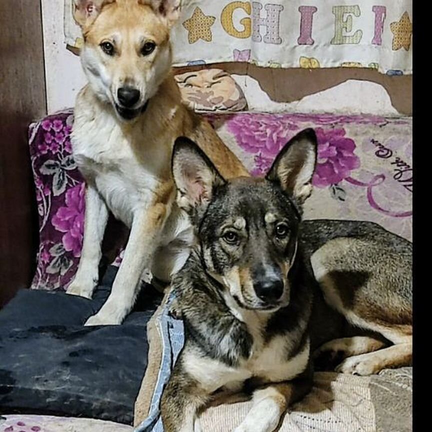 Взрослая собака в добрые руки