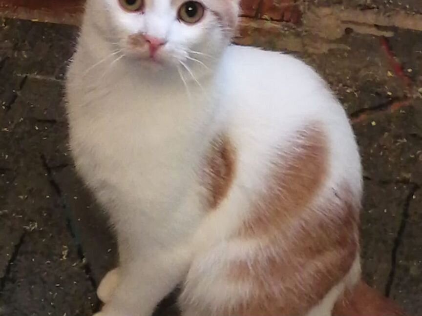 Котенок 3 месяца