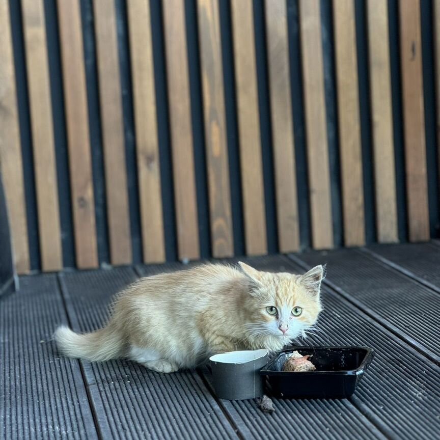 Котенок девочка