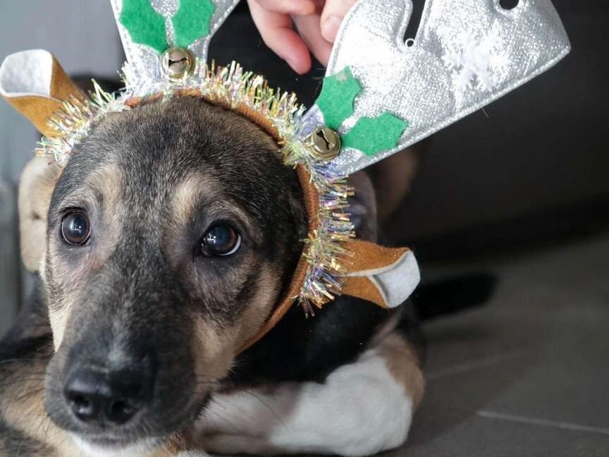 Щенок в добрые руки