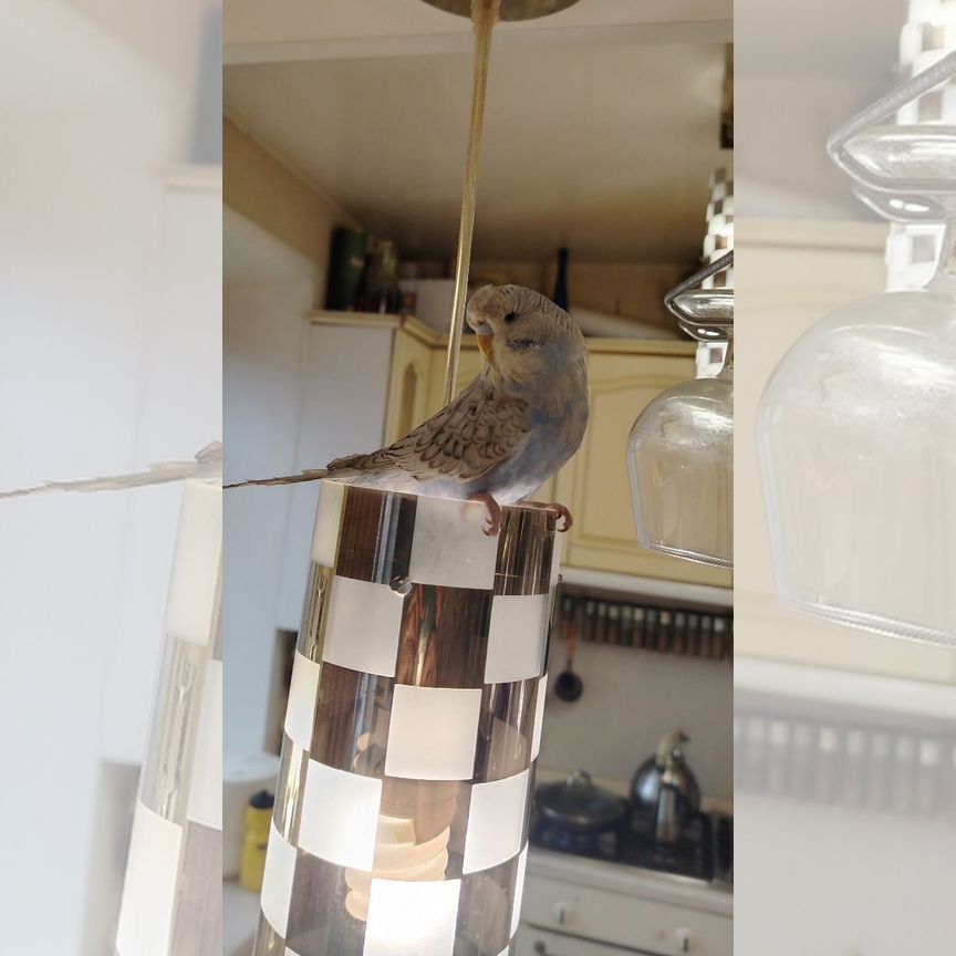 Волнистый попугай ввп чех