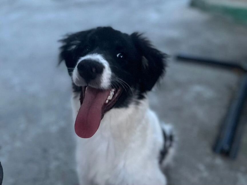 Юное чудо королевич Елисей