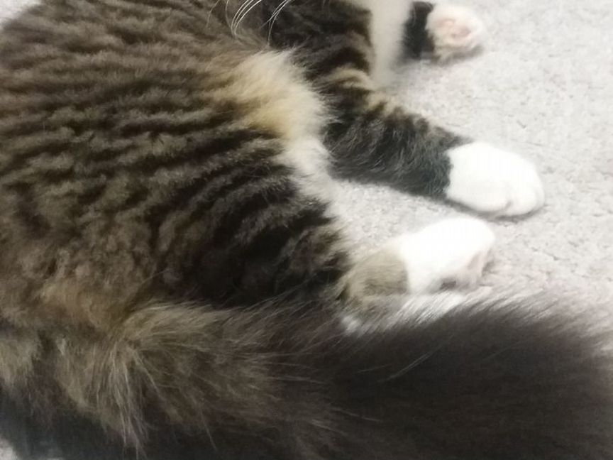 Отдаю кота 4.5мес. хорошим людям