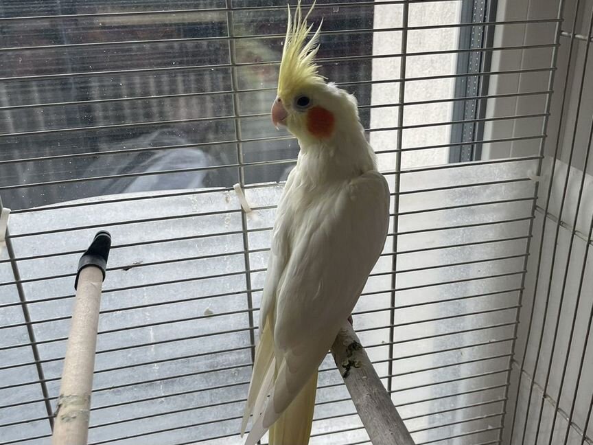 Попугай корелла в добрые руки
