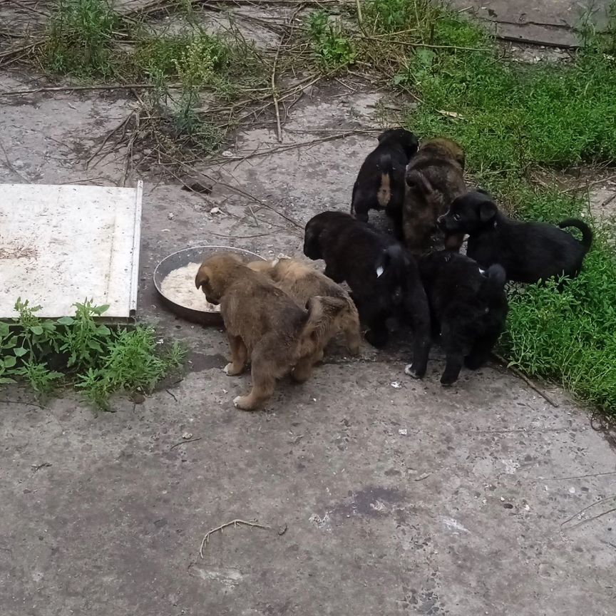 Собаки щенки бесплатно