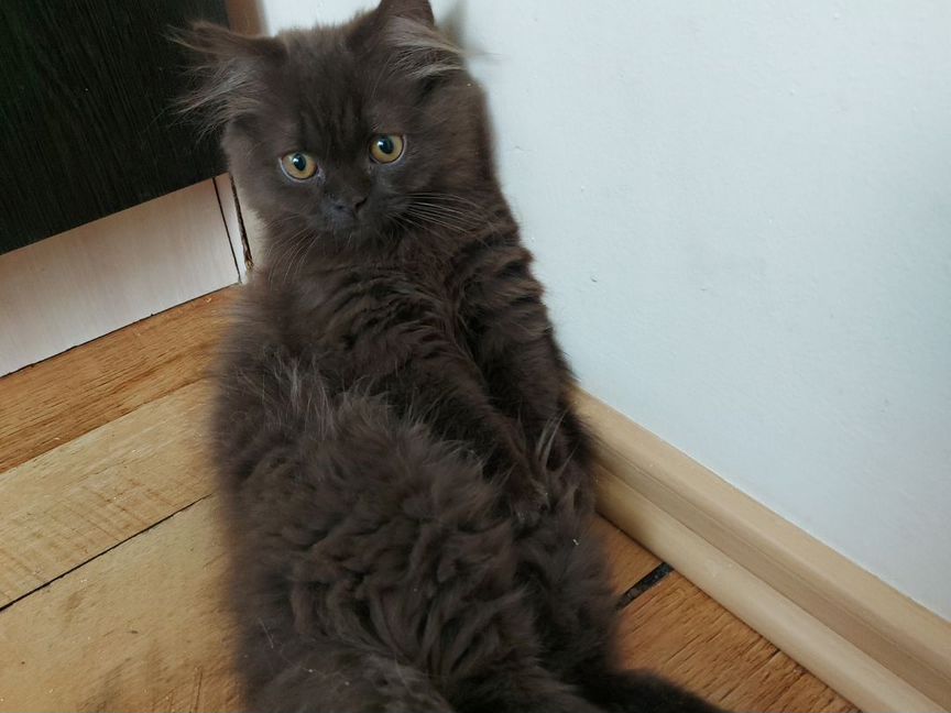 Шоколадная британская кочечка