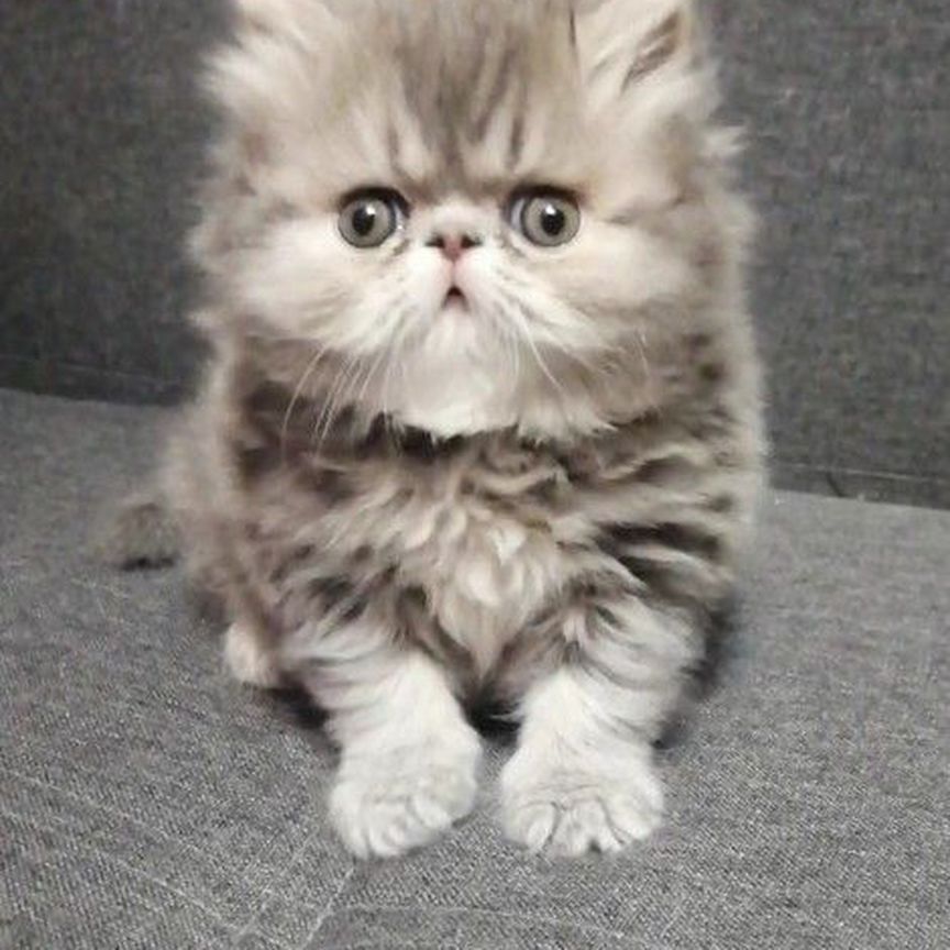 Котенок в длинной шубке