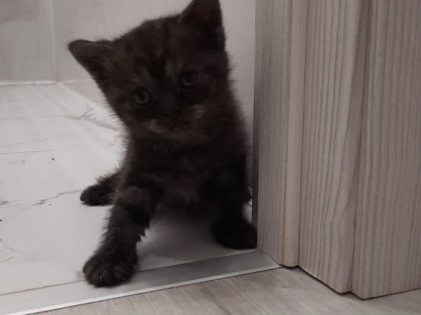 Чистокровные Котята Шотландской породы