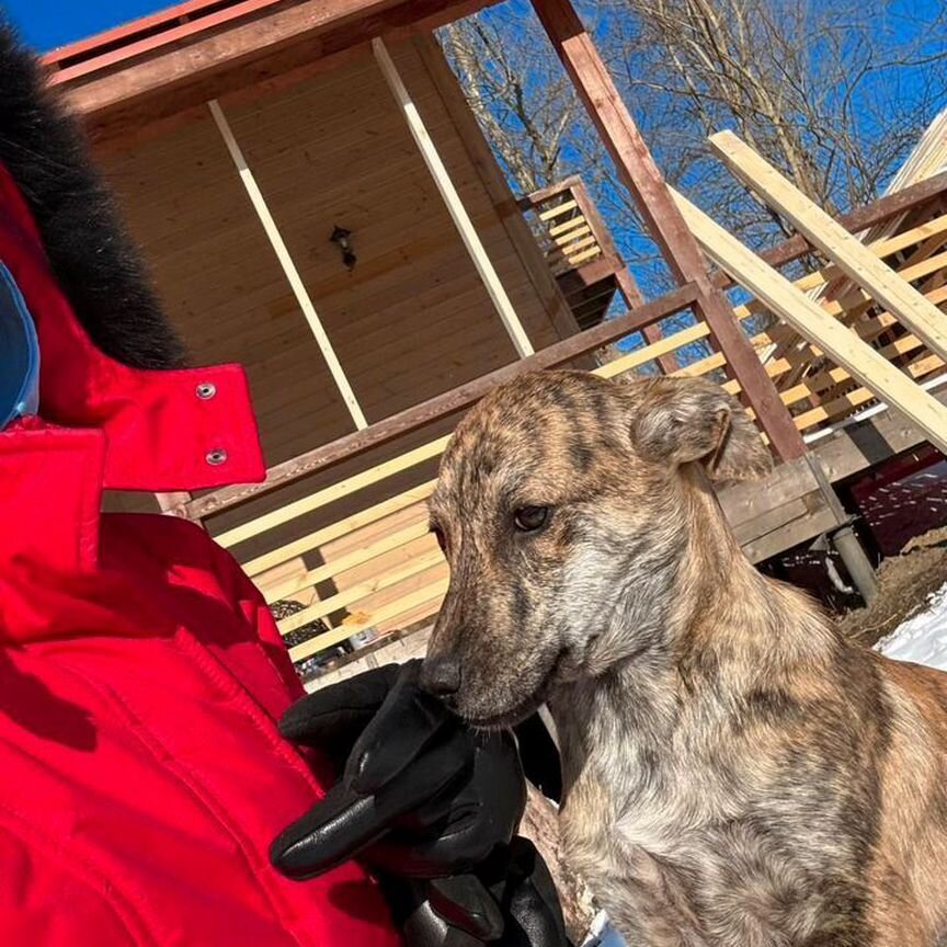 Щенок девочка в добрые руки