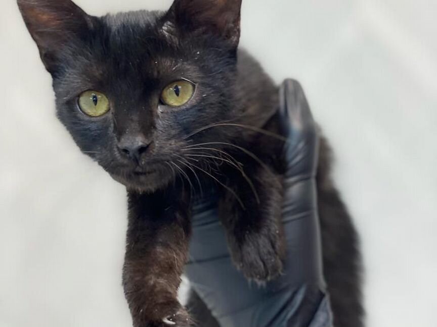 Черный котёнок в добрые руки