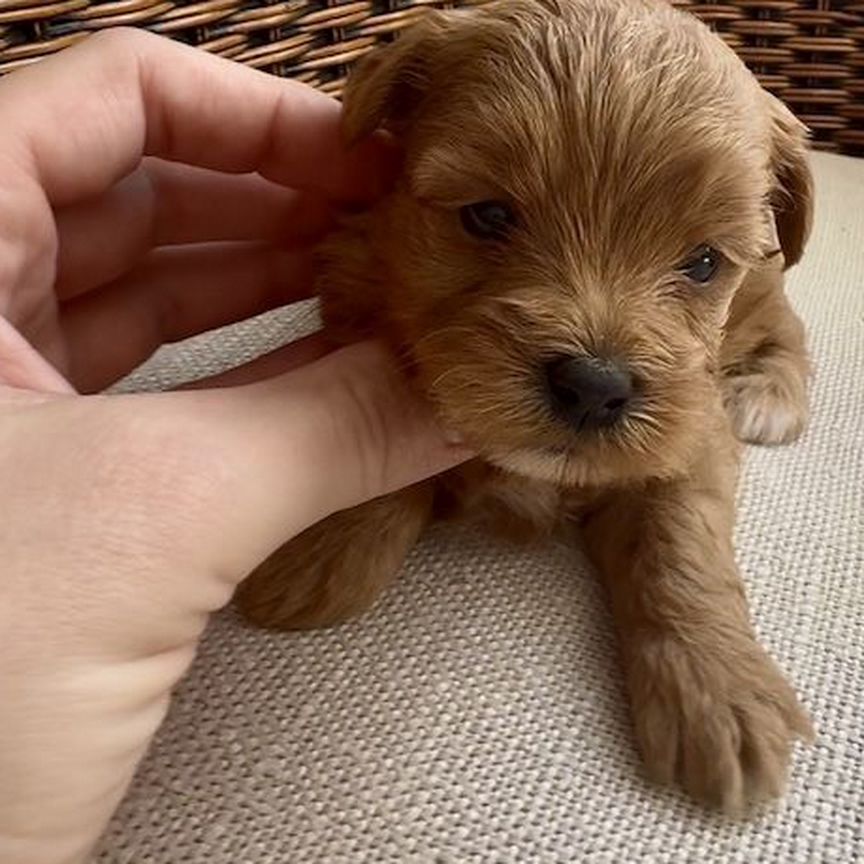 Мальтипу, щенок