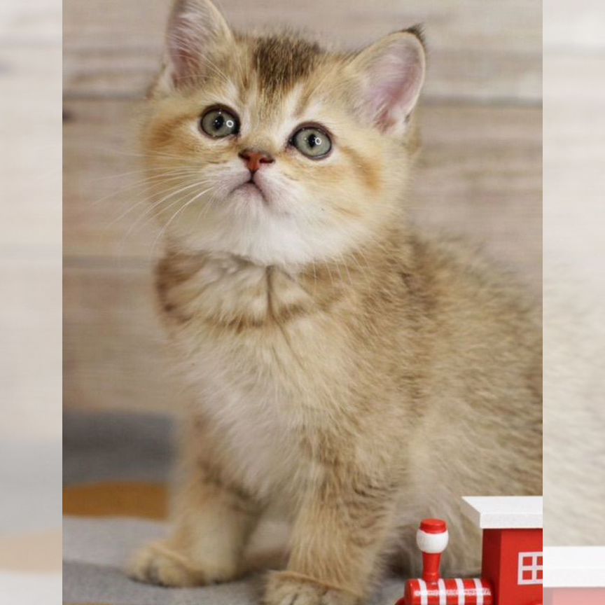 Кошечка скоттиш страйт