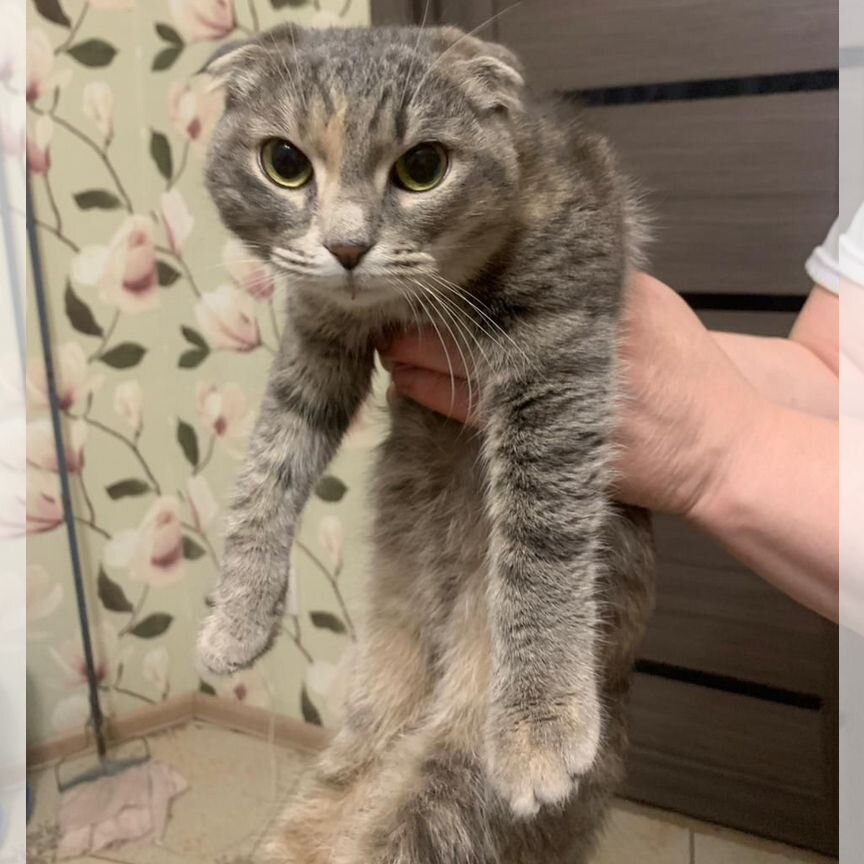 Шотландская вислоухая кошка серая