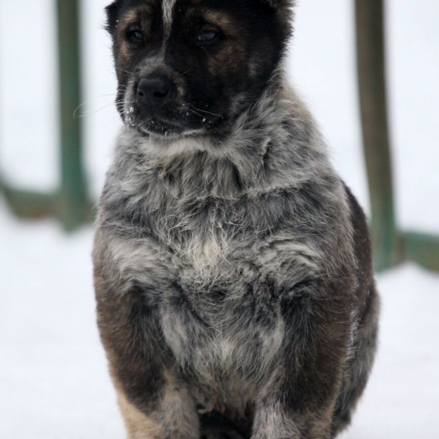 Тигровый мальчик Сао