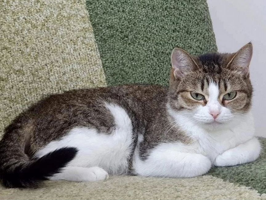Возьми кошку из приюта