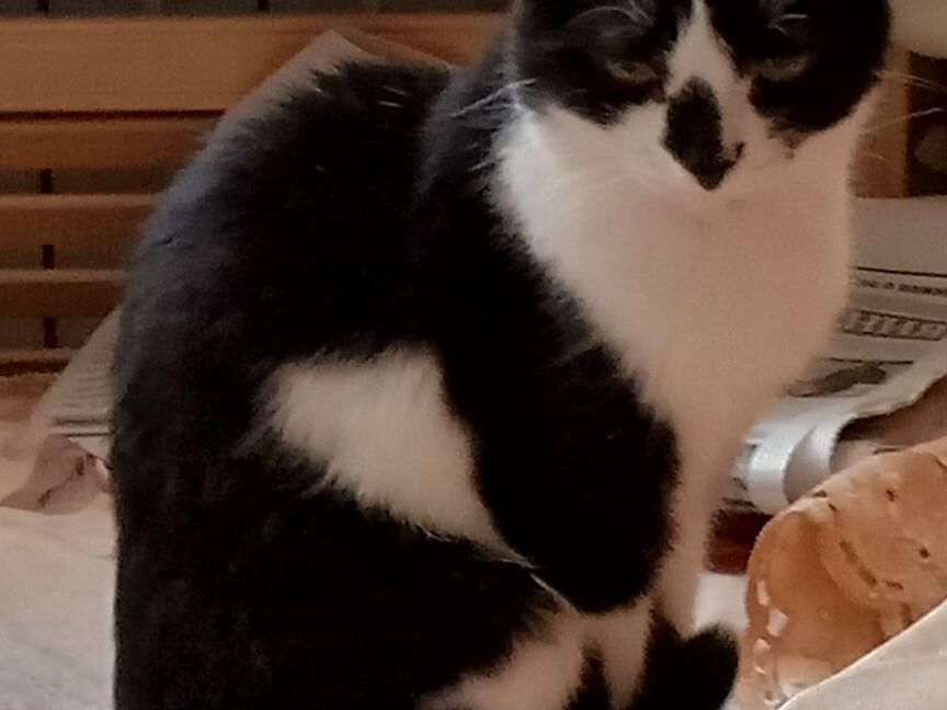 Кот